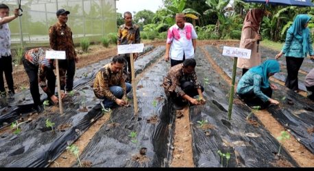 Manfaatkan Pekarangan Rumah Pj. Bupati Takalar bersama Pj. Ketua TP. PKK canangkan Gerakan ...