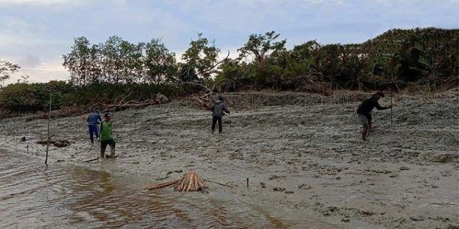Proyek Ratusan Juta Penanaman Bibit Magrove di Sungai Panji-panji ...